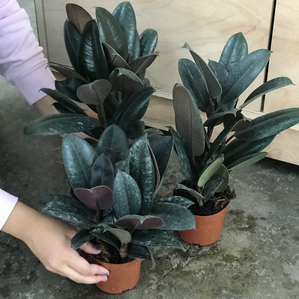 LANTAI FJ Ficus Burgundy Rubber Tree Indoor Plant | Shopee Malaysia