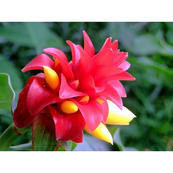 Costus Woodsonii Red Button Ginger real live indoor houseplant 红闭鞘姜 ...