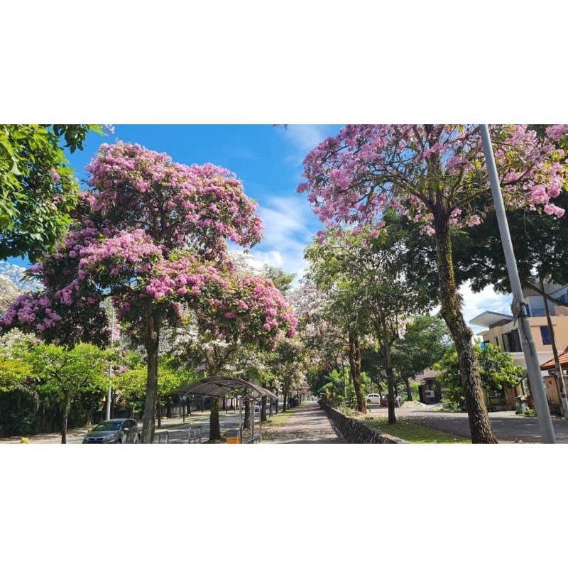 Pokok Bunga Tecoma Sakura Malaysia Pink Putih Pale Pink real plant ...