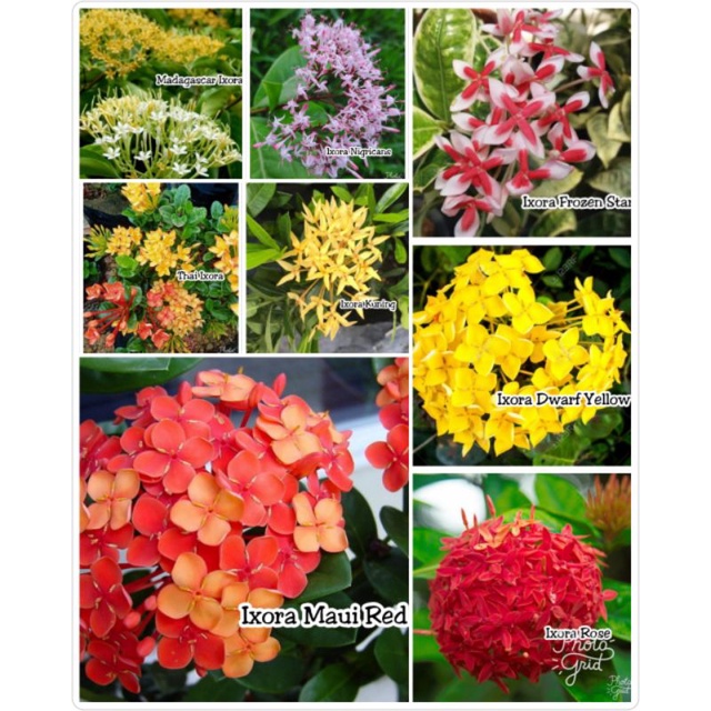 KKB Ixora Siantan Madagascar/Nigricans/Frozen Star/Thai Ixora/Kuning ...