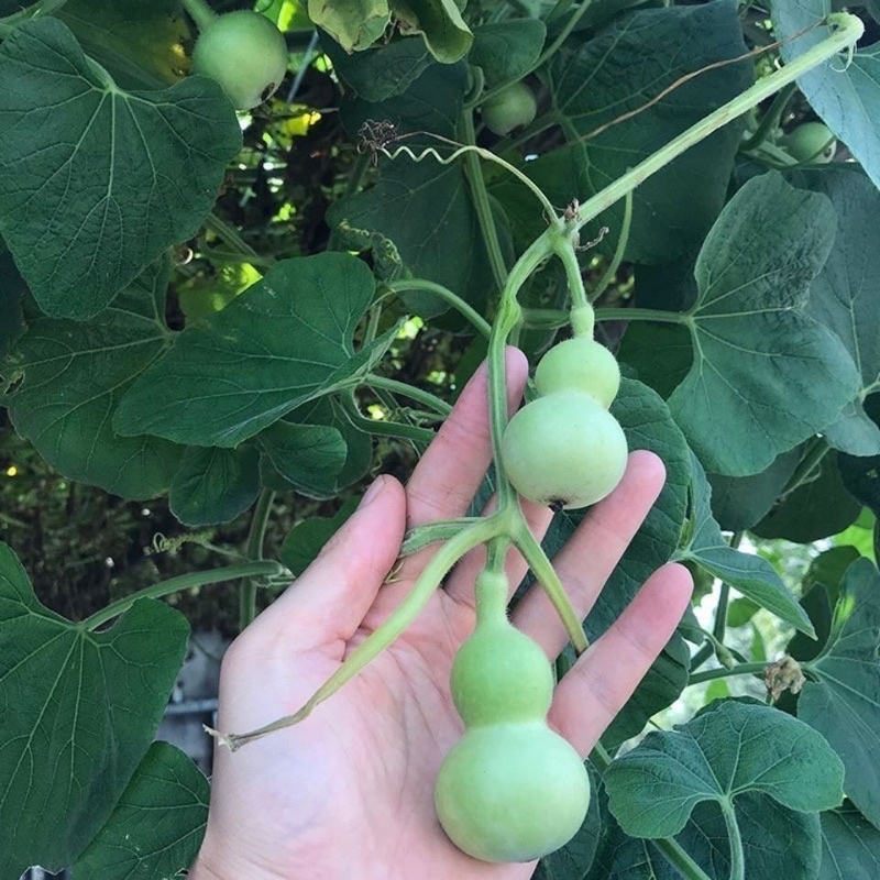 Small Gourd Garden Fruits (10 Seeds) Repack / Labu Air /小葫芦种子 | Shopee ...