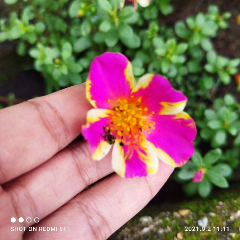 Bunga kembang pukul 10 keratan batang (3 keratan) | Shopee Malaysia