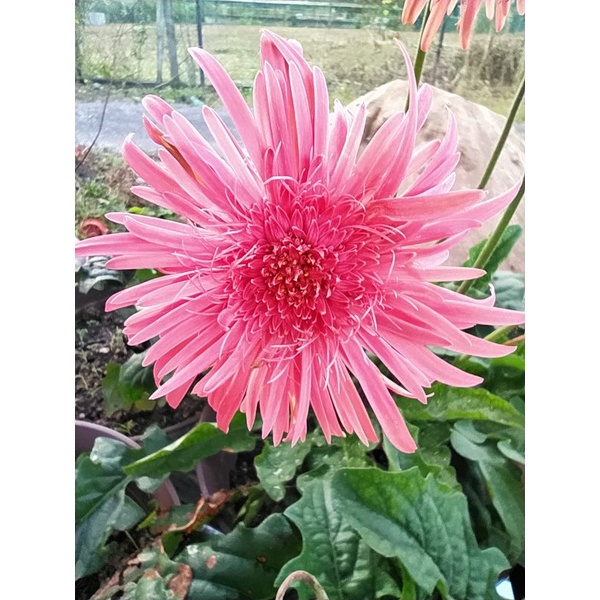 Anak pokok daisy kampung | Shopee Malaysia