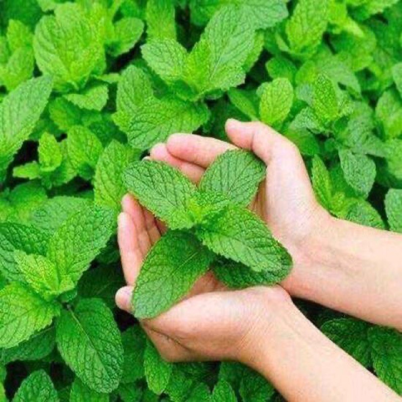 【Ready Stock】 Biji Benih Edible Mint/Mint Kucing Seeds Edible Mint ...