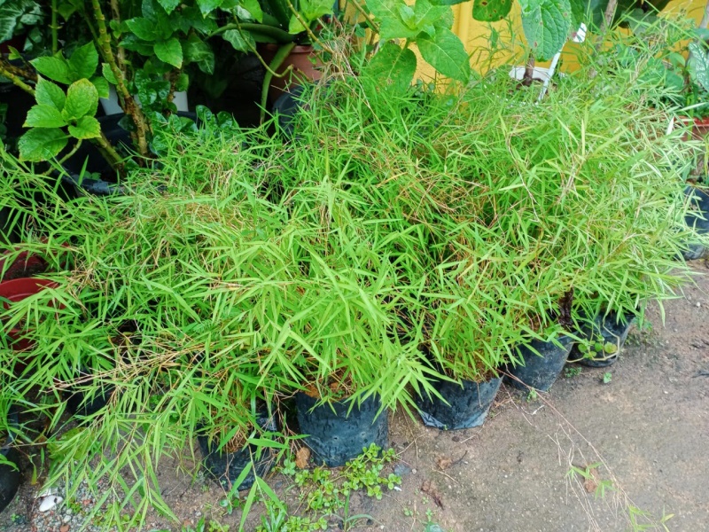 Pokok Buluh/Buloh Perindu Hiasan | Shopee Malaysia