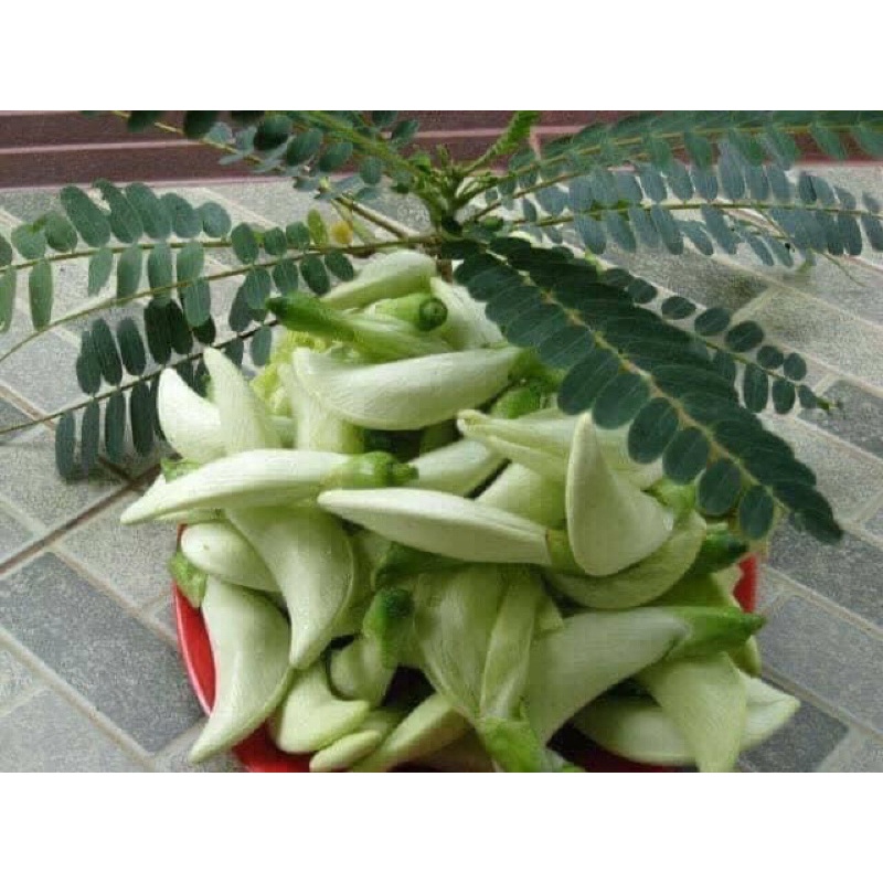 Pokok Bunga turi merah putih red yellow flower real plant exotic rare ...