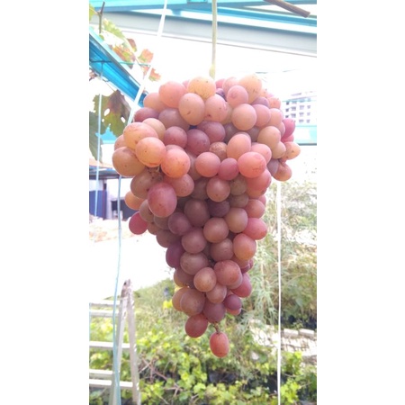Ninel Grape Scion (Green cutting) | Shopee Malaysia