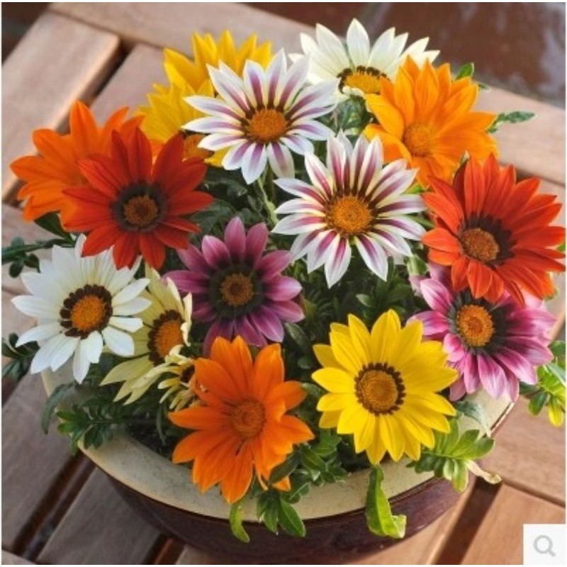Biji Bunga - Bunga Gazania | Flower seed - Treasure Flower / Gazania ...