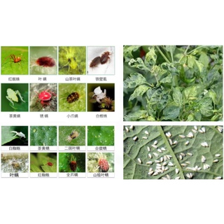 BAYER DECIS 250 RACUN SERANGGA INSECTICIDE (1 LITER) - MY AGRICULTURE ...