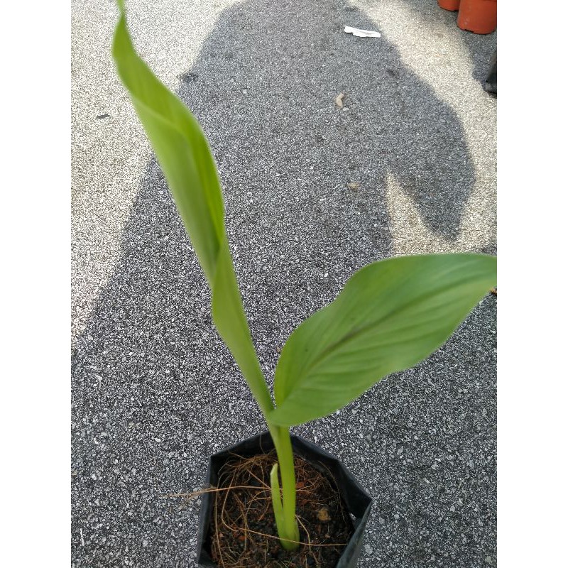 TEMU HITAM / Kunyit Hitam / Temu ireng (CURCUMA AERUGINOSA) | Shopee ...