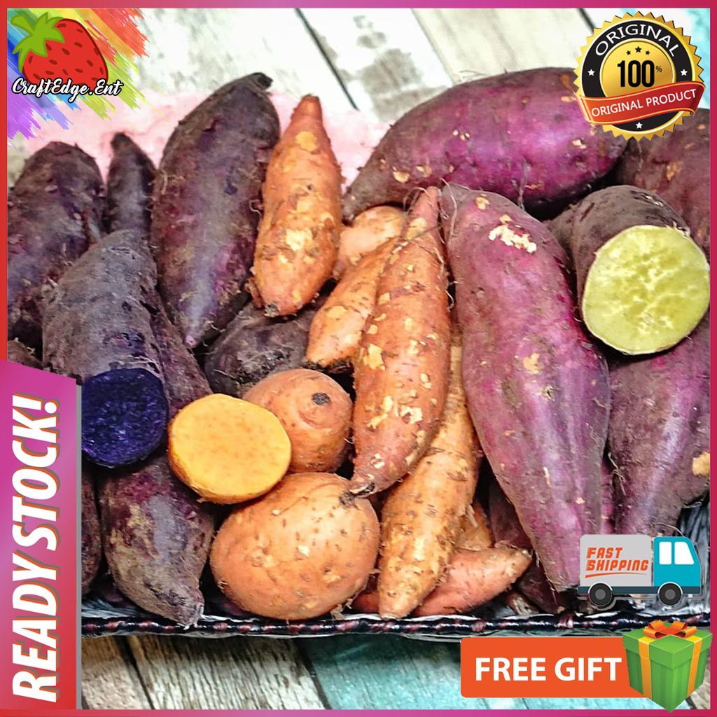 [RESTOCK!!!] UBI KELEDEK MADU CAMERON HIGHLANDS / SWEET POTATO [ KUNING ...