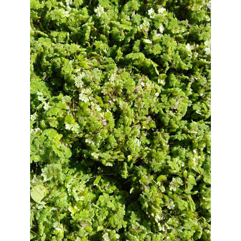 Benih Azolla Pokok Ikan Betta Guppy & Ternakan Ayam, Itik, Arnab ...