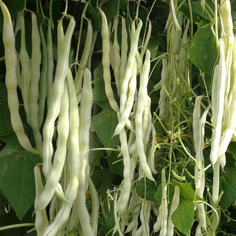 Benih Kacang Buncis Putih 10pcs/French Bean Light Green Colour/浅绿色四季豆 ...