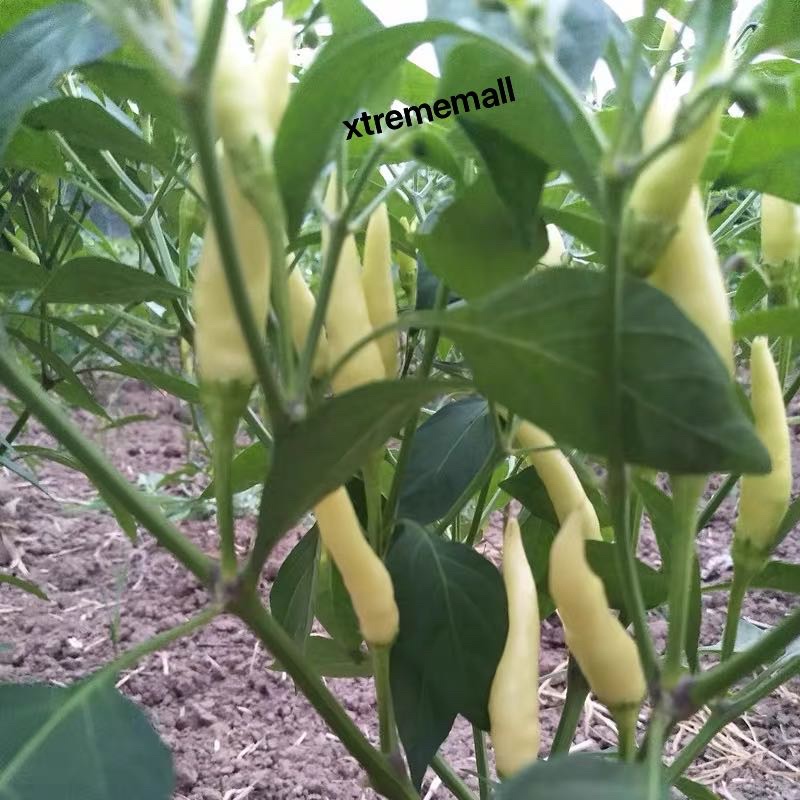 Biji Benih Lada Putih Sabah 15Pcs/ Borneo White Chili/ Cili Susu Putih ...