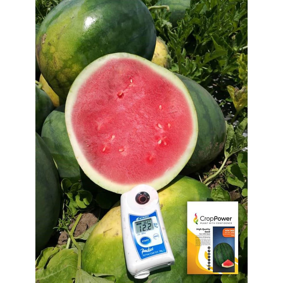BIJI BENIH TEMBIKAI MERAH TIADA BIJI F1/RED SEEDLESS WATERMELON SEEDS(7 ...