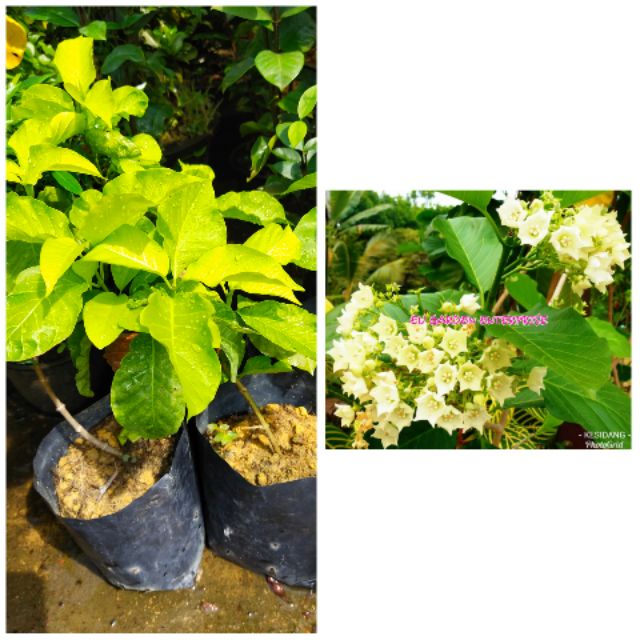 Pokok Bunga Kesidang / Tikam Seladang / Tikar Seladang / Kerak Nasi ...