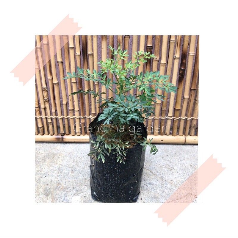 (GG real plant) pokok garuda ^ halau nyamuk herba herbs daun busuk ruta ...