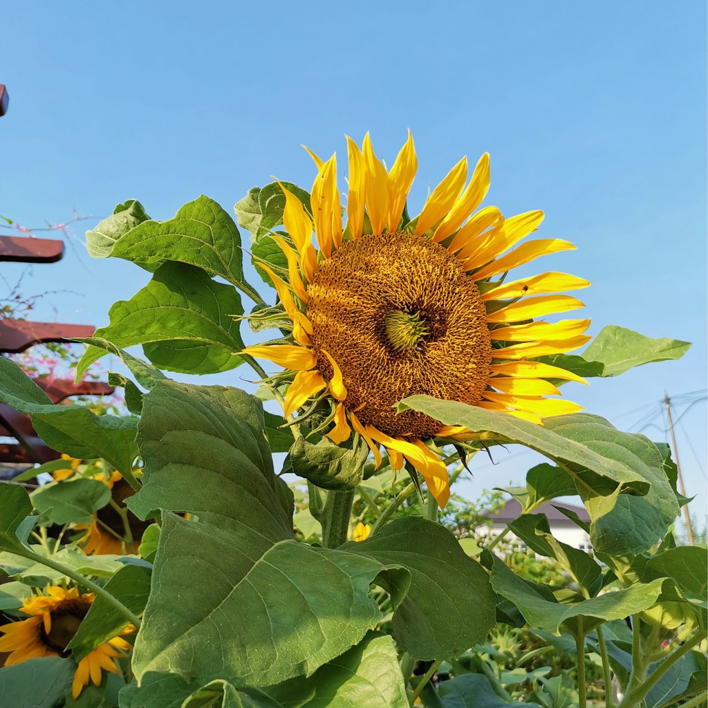 Organic Sunflower Seeds (Homegrown) | Biji Benih Bunga Matahari Organik ...