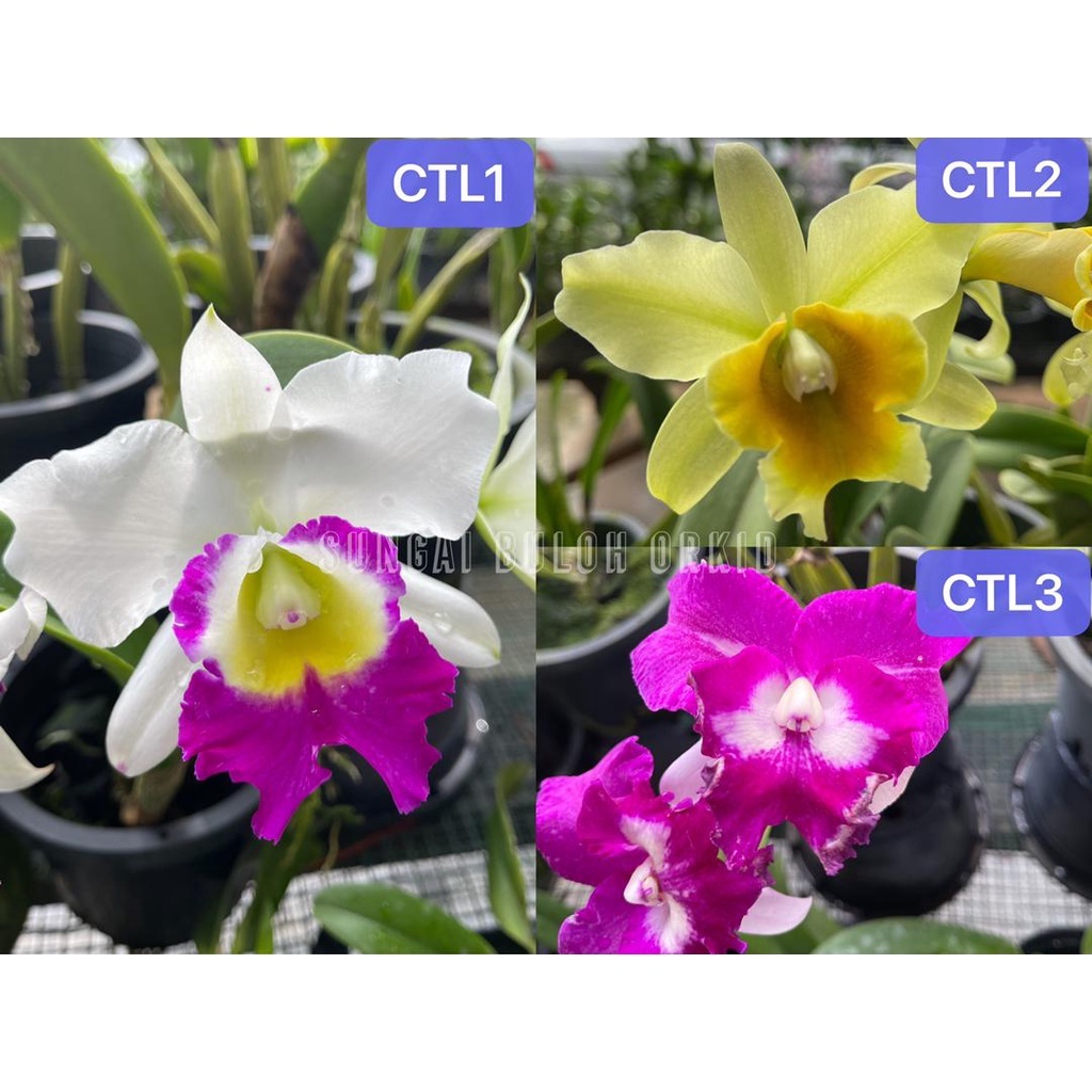 Cattleya Orchid - M size baby plant without flower ( CTL 1~6 ) | Shopee ...