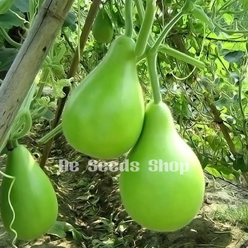 Benih Labu Air Bulat F1 Hybrid 5pcs/Round Bottle Guard/圆形蒲瓜籽 | Shopee ...