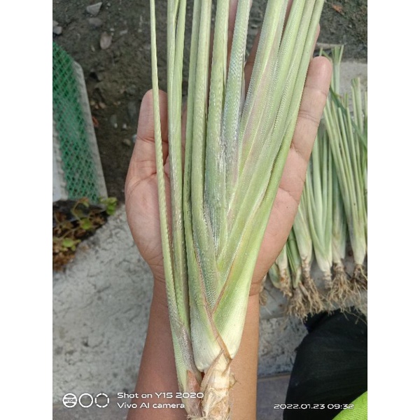 BENIH SERAI GAJAH & SERAI WANGI/MEKAH | Shopee Malaysia