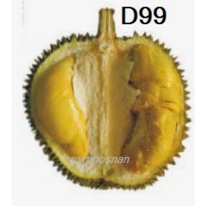 D99 Penggalak Pokok Durian Berbuah | Shopee Malaysia
