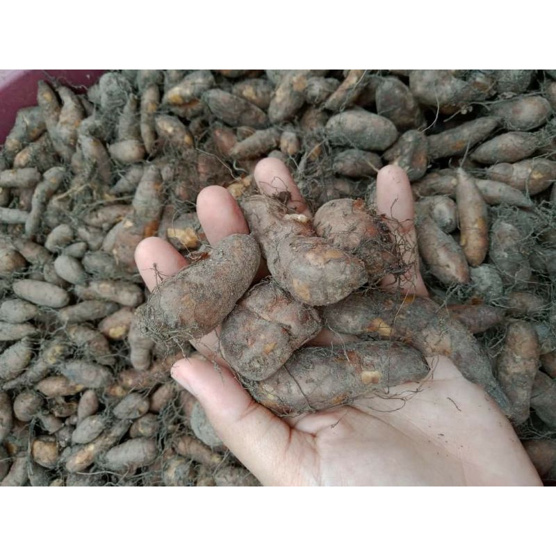 UBI KELING/UBI KEMILI 500G/1KG 🔥 | Shopee Malaysia