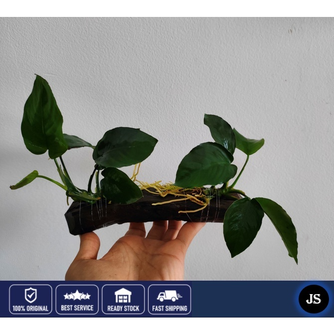 🔥Buy 3 Free 1🔥Anubias, Windelov & Java Fern Aquatic Live Plant (Anubias Nana/Pokok hiasan ...