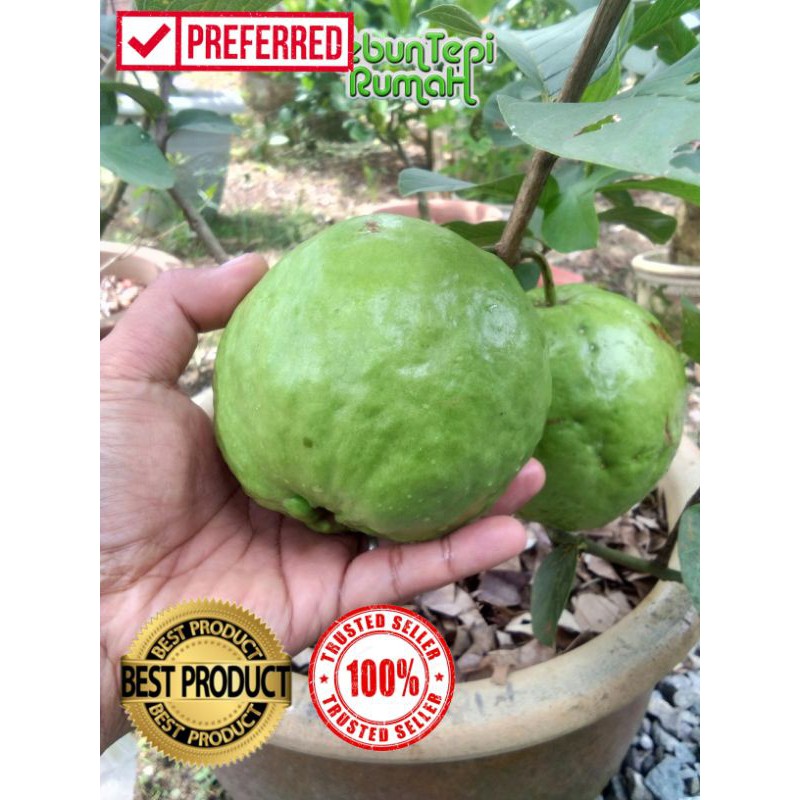 [🔥READY STOCK 🔥] JAMBU BATU LOHAN GUAVA PLANT BUAH BESAR CEPAT BERBUAH ...