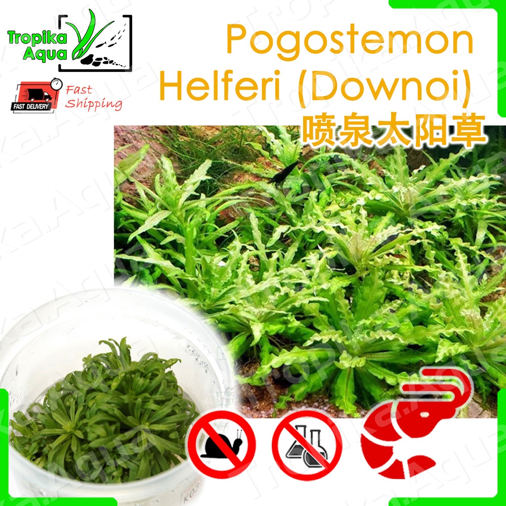 Pogostemon Helferi (Downoi) 喷泉太阳草 - Aquatic Farmer tissue culture fish ...