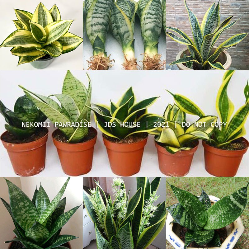 Snake Air Purifying Plant Indoor Sansevieria Plant Decoration Live ...
