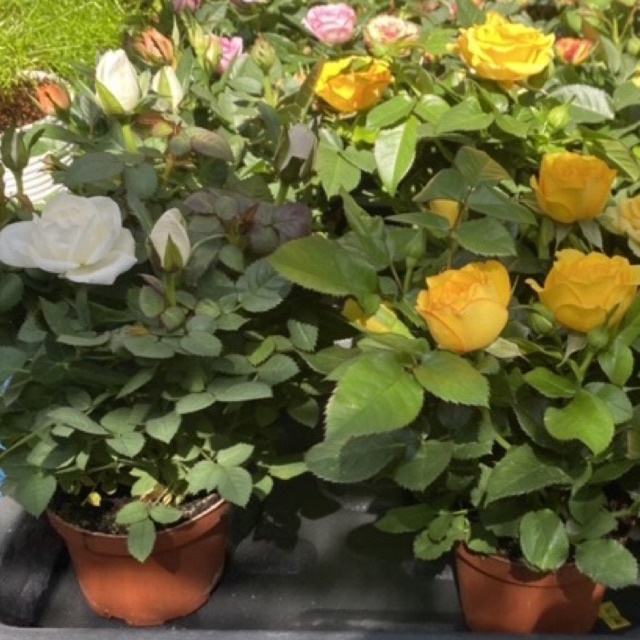 POKOK BUNGA ROS RENEK dwarf rose plant | Shopee Malaysia