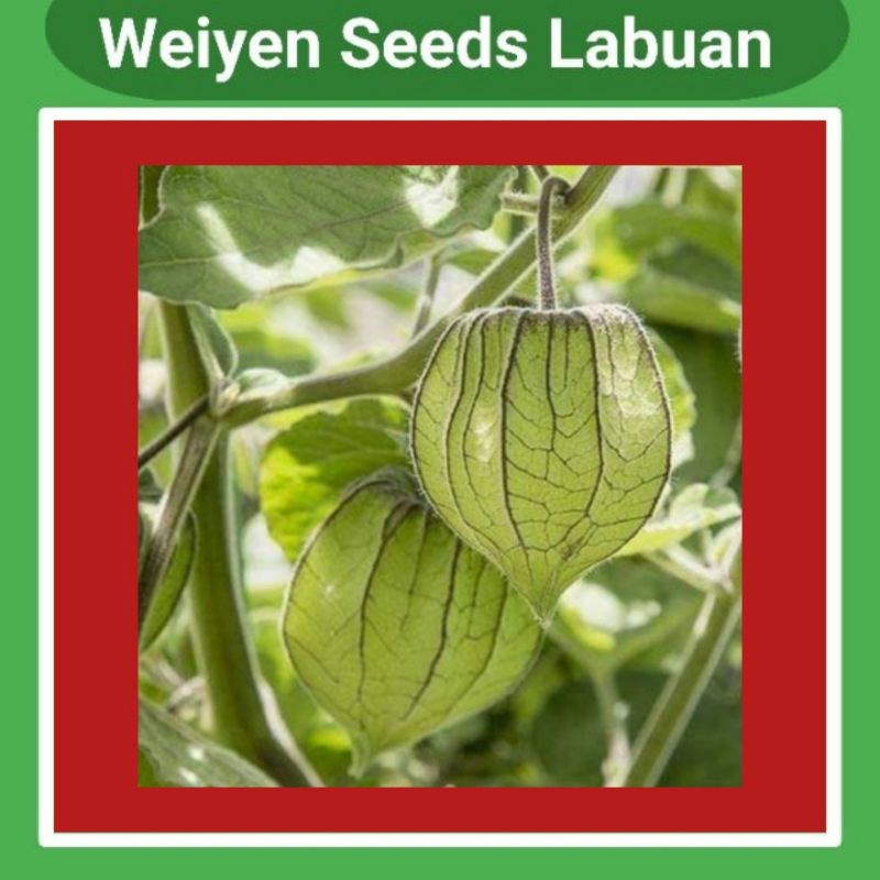 gooseberry/letup-letup/ceplukan(lebih dari 250 biji benih) | Shopee ...