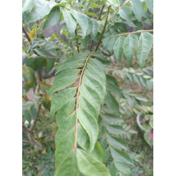 Vege Cutting herb Curry leaf Daun Kari | Shopee Malaysia
