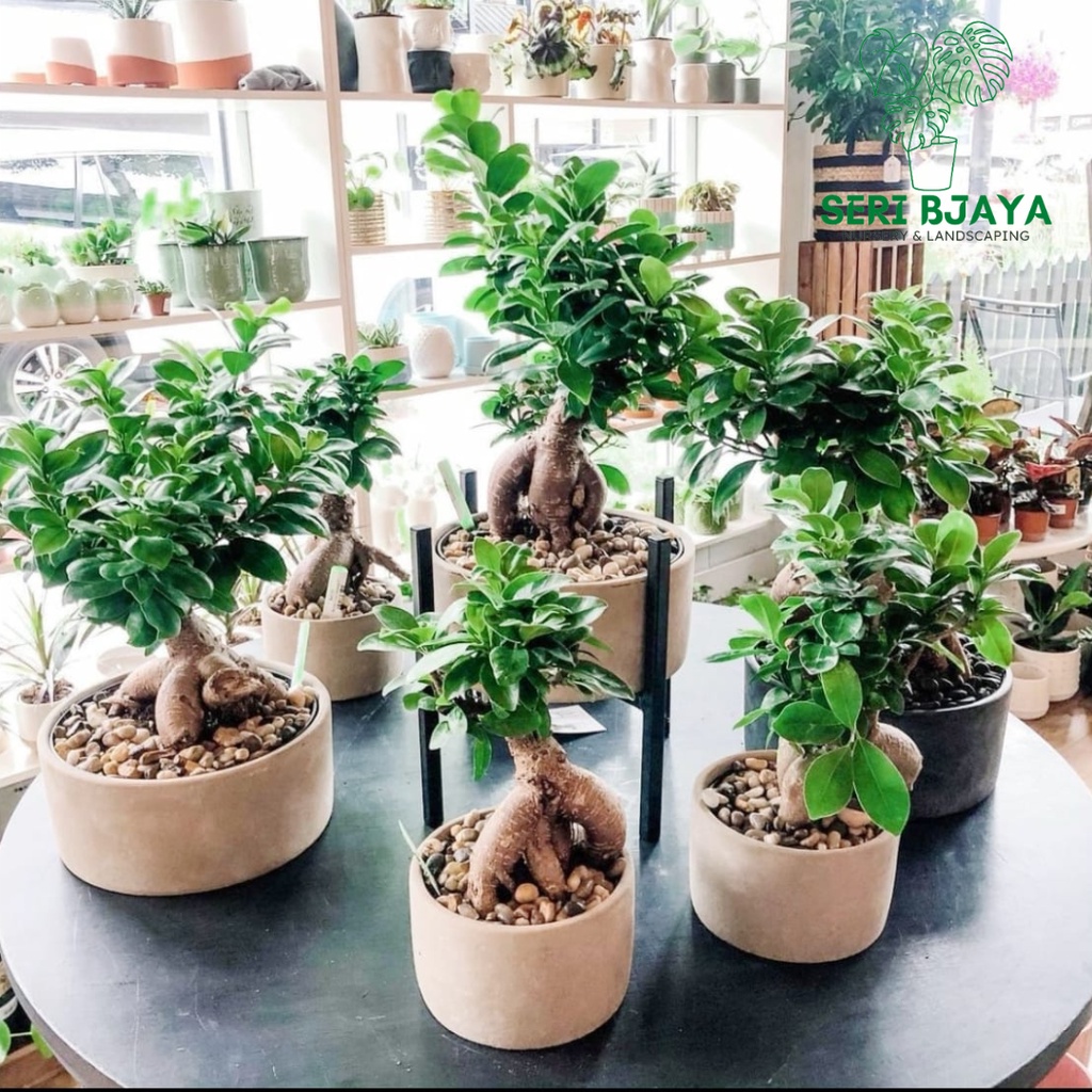 Bonsai Ficus Ginseng 盆景人参榕 - Seri Bjaya Nursery | Shopee Malaysia