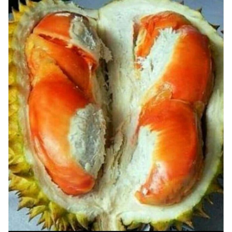 anak pokok durian UDANG MERAH/RED PRAWN (D 175) hybrid | Shopee Malaysia