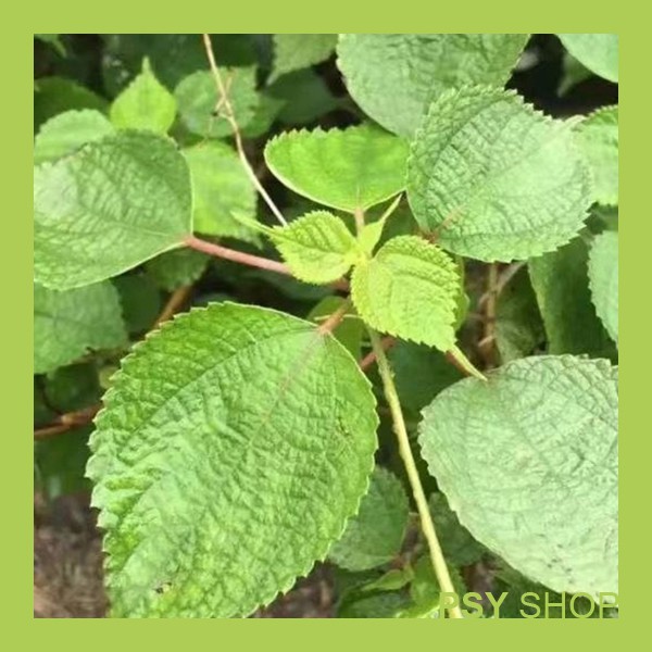 Plant / 2 Keratan Pokok Ramie Leaf / 粗叶苗 | Shopee Malaysia