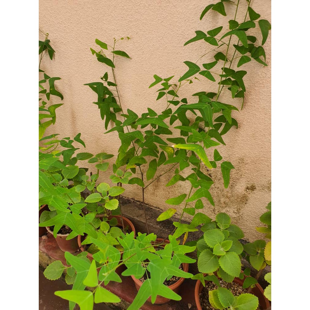 POKOK RAMA-RAMA ASFARM KEMAMAN TERENGGANU | Shopee Malaysia