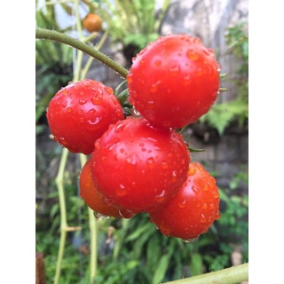 20pcs Biji Benih Tomato Cameron Bulat Cameron Round Tomato Seeds ...