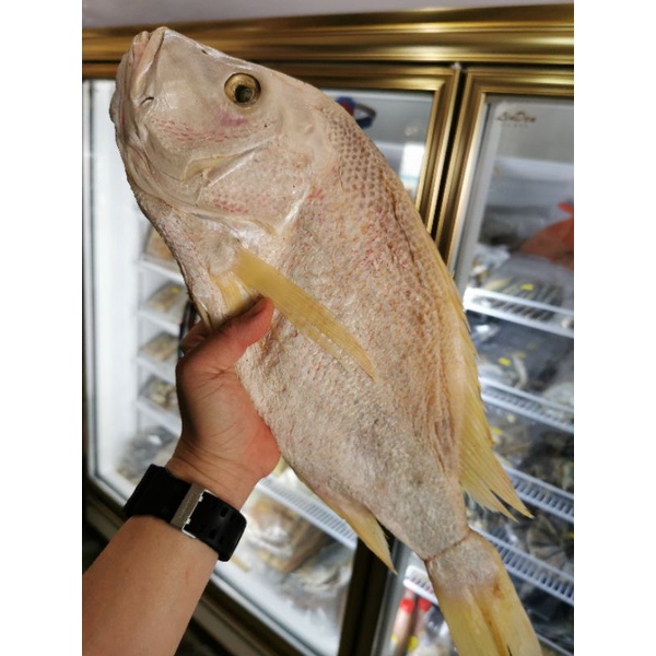 Ikan Merah Jeruk Kuantan(Mui Hiong) 关丹梅香红鱼/梅香红皂鱼 (1.4KG ~ 1.9KG ...