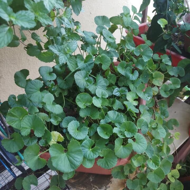 Baja Pokok Ulam dan Sayuran 1kg ( 300kali guna ) 🔥🔥🔥 | Shopee Malaysia