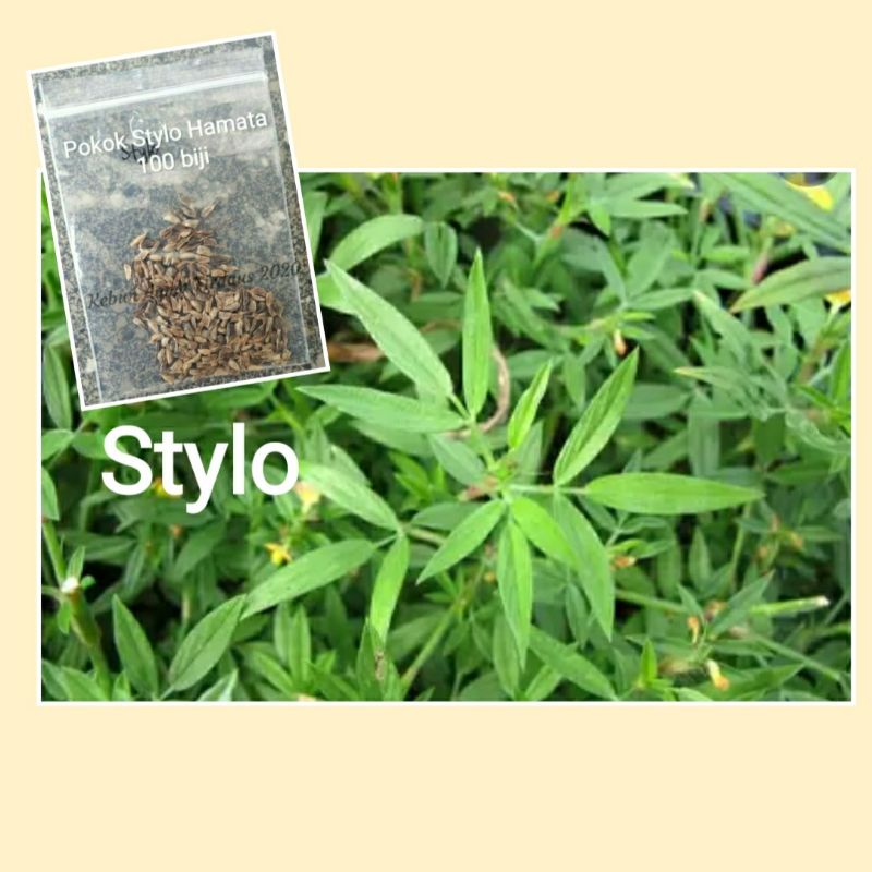 BIJI BENIH STYLO HAMATA JENIS KEKACANG 100 BIJI | Shopee Malaysia