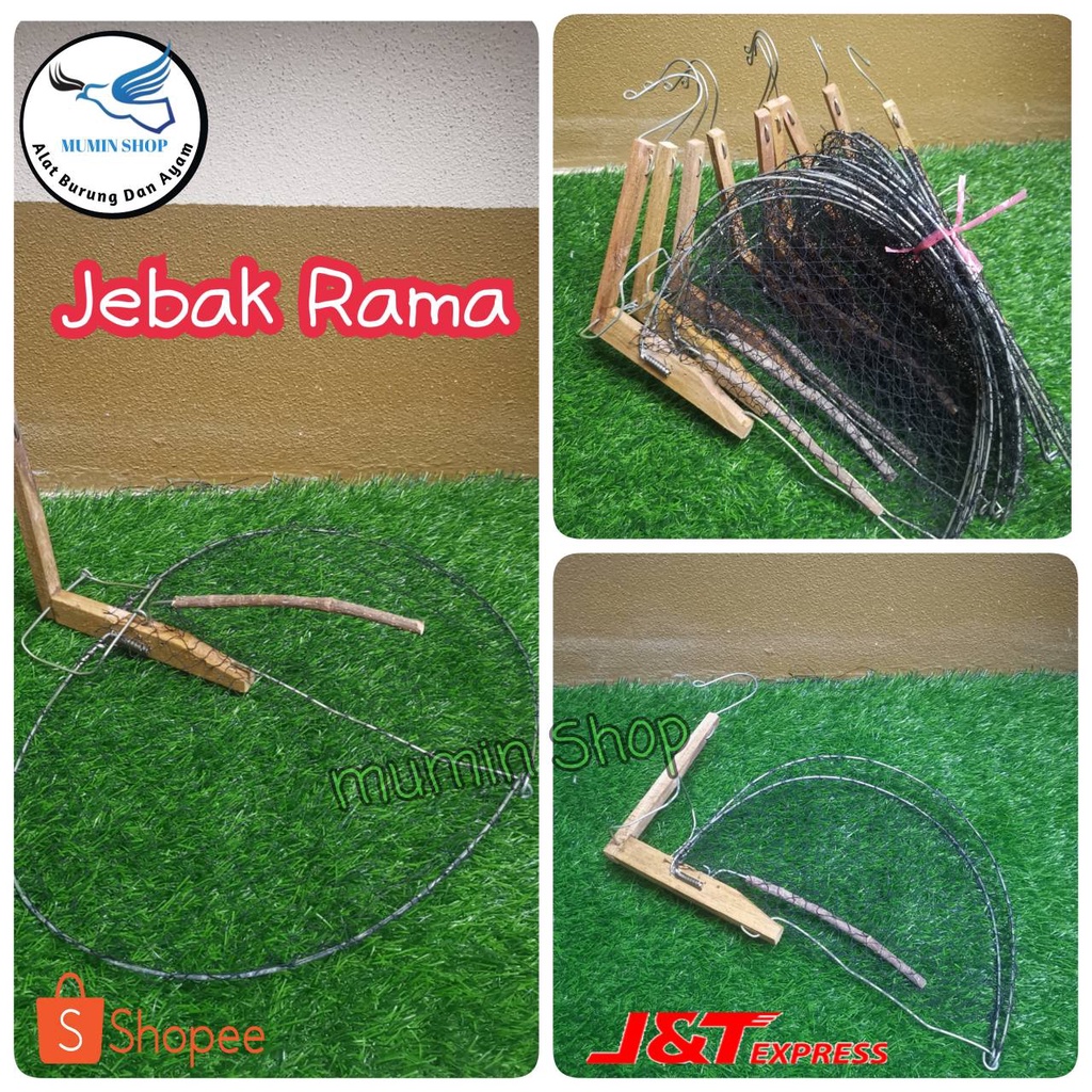 Jebak Rama - rama, Jebak murai batu, Jebak burung murai, Jebak merbah ...