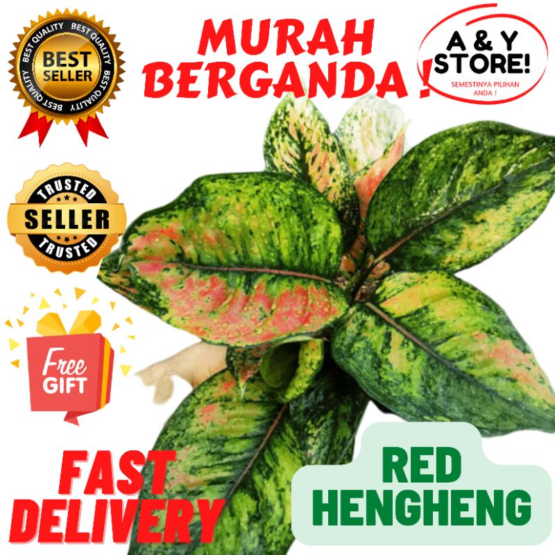 AGLAONEMA PLANT "RED HENGHENG" / INDOOR PLANT / POKOK BUNGA SEGAR, MURAH / POKOK AGLONEMA ...