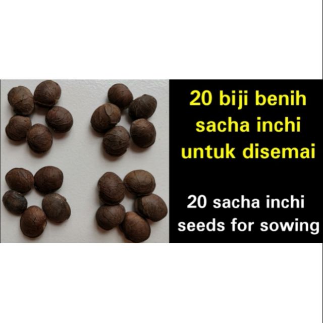 20 biji benih sacha inchi untuk disemai (20 sacha inchi seeds for ...
