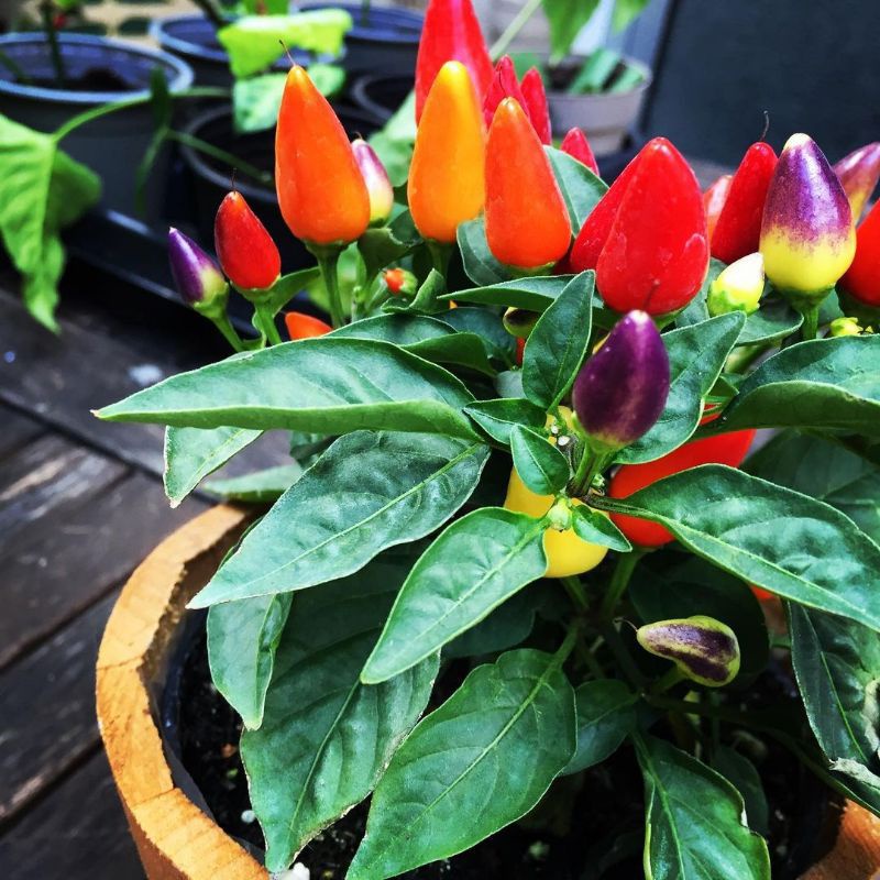 Cili Pelangi Multi Color / Rainbow Chili Pepper ( 20 Biji Benih ...