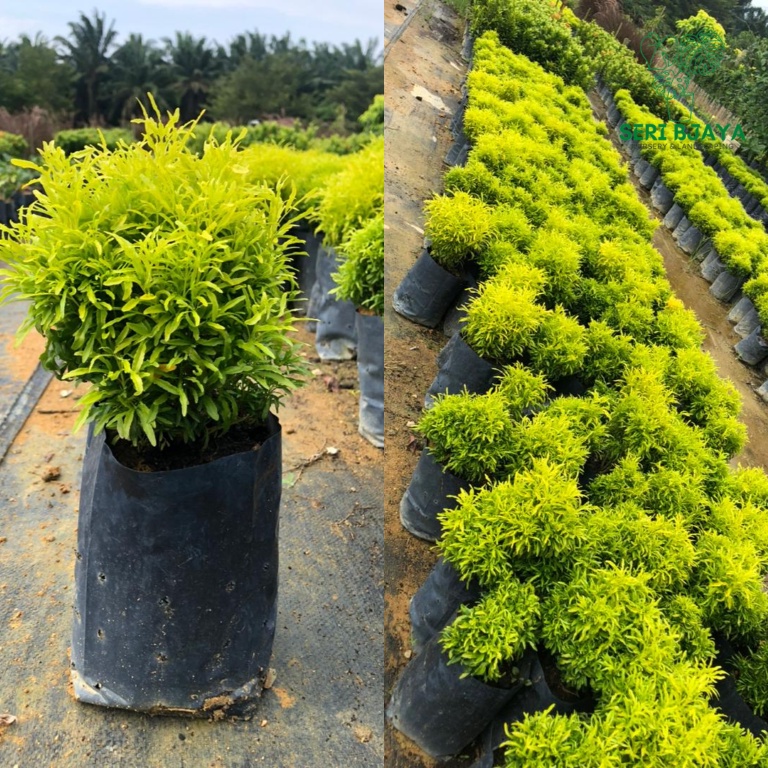 Anak Pokok Tong Emas Euodia Cultivar Rutaceae Aralia Golden Ball 一桶金 ...