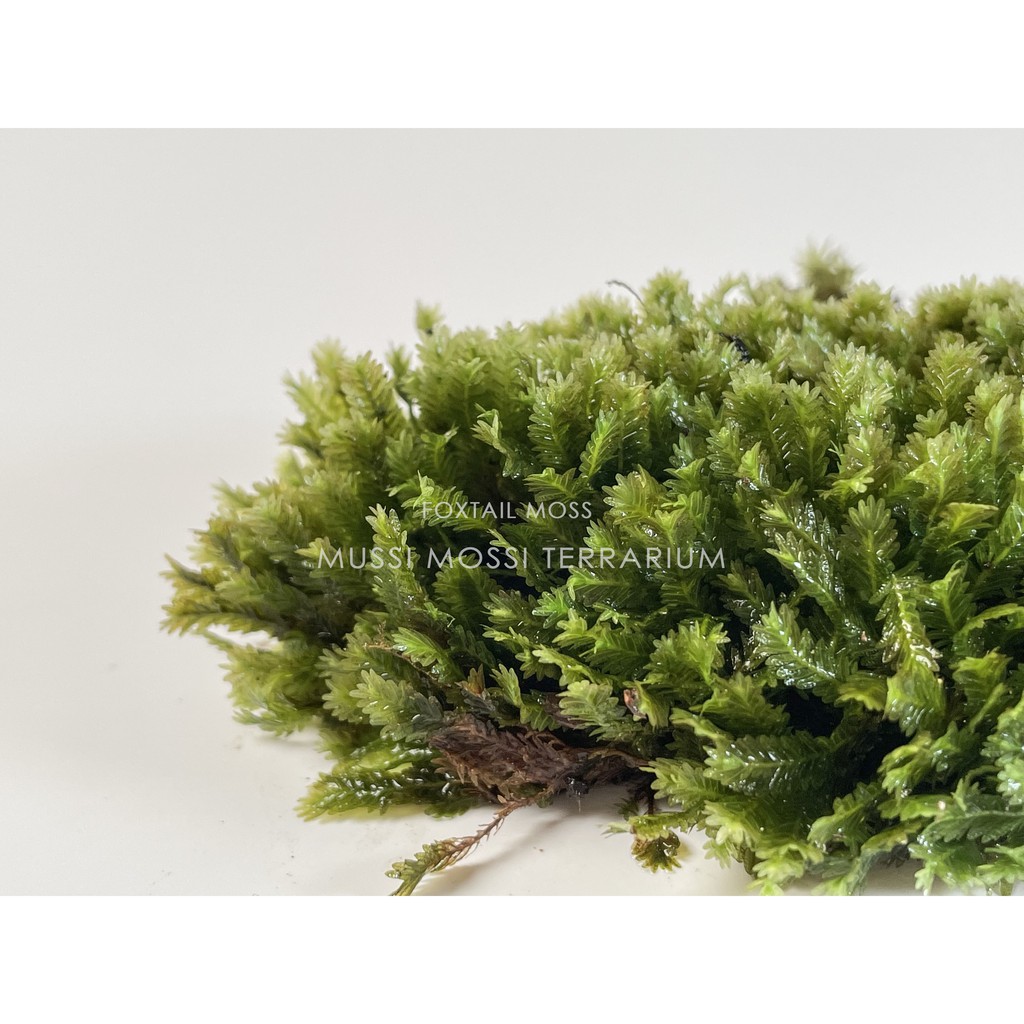 Lumut hidup gred A/Grade A moss for sale (Bun / Star / Foxtail ...
