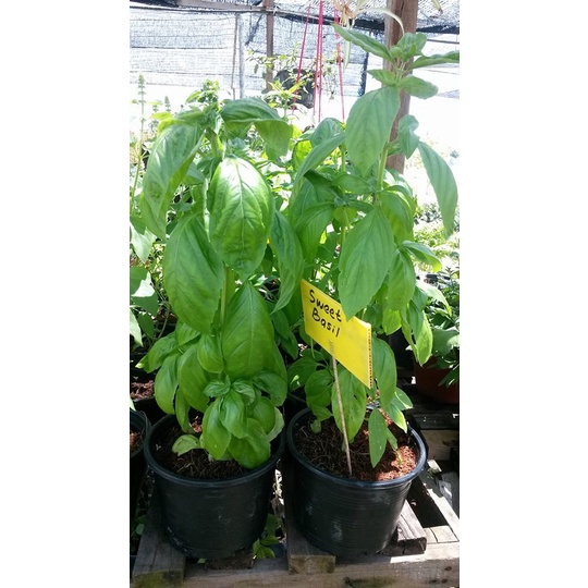MKT - Sweet Basil Live Plant / Pokok Sweet basil | Shopee Malaysia