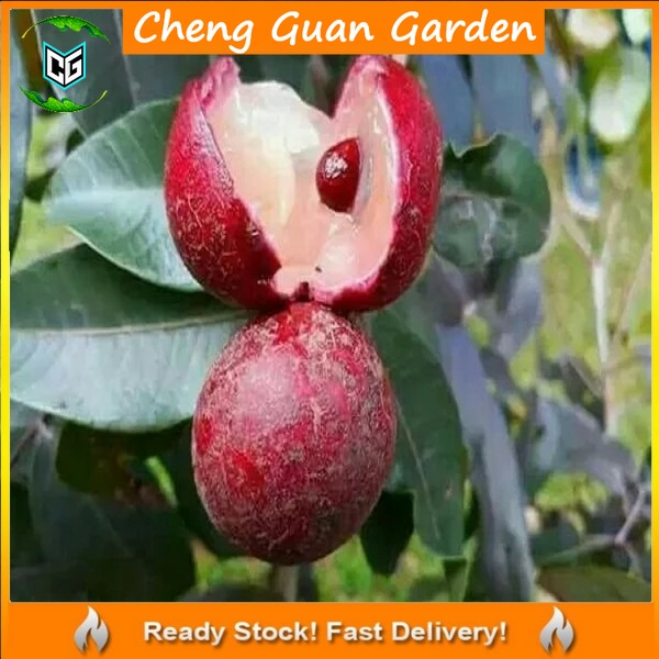 Anak Pokok Longan Merah Longan Ruby Pokok Stabil Kawin Import Dari ...